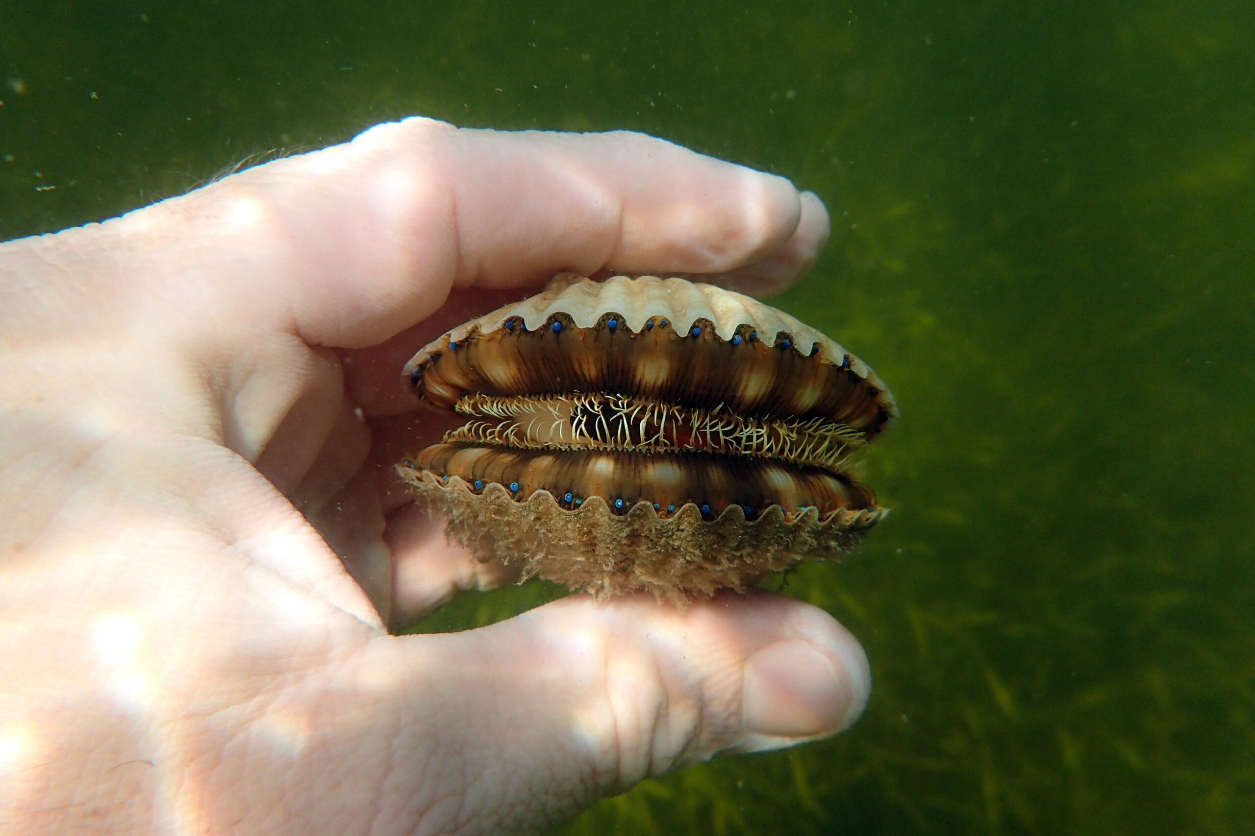 Scalloping in Homosassa - Homosassa Airboat Tours and Pontoon Rentals